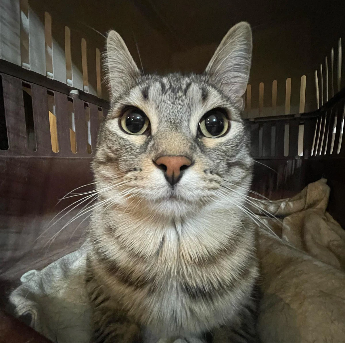 Zazu - Silly Cat Wiki